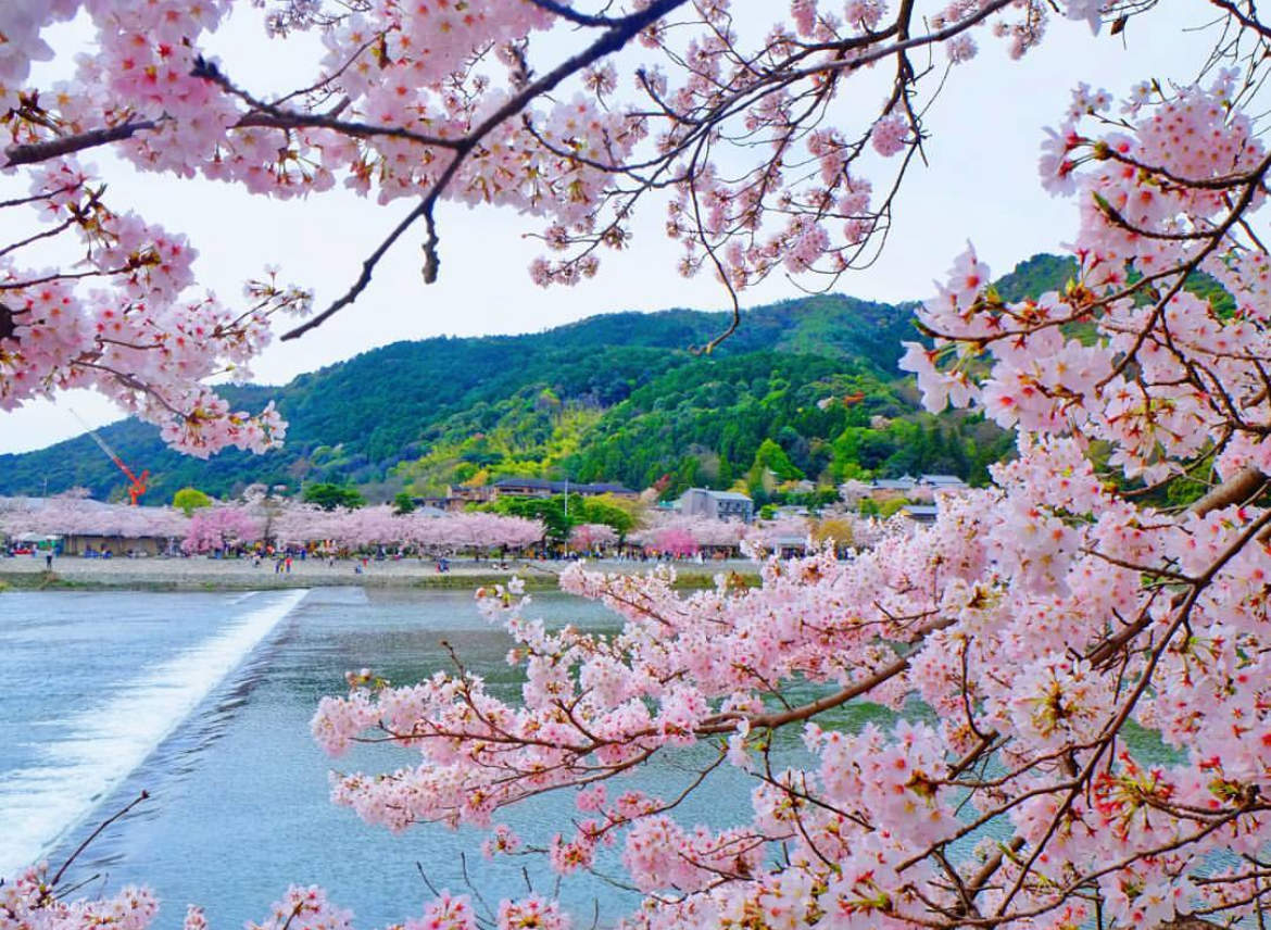 [Kyoto Nara Arashiyama Sagano Scenic Railway Cherry Blossom One-Day Tour] Hotel Pick-up ...
